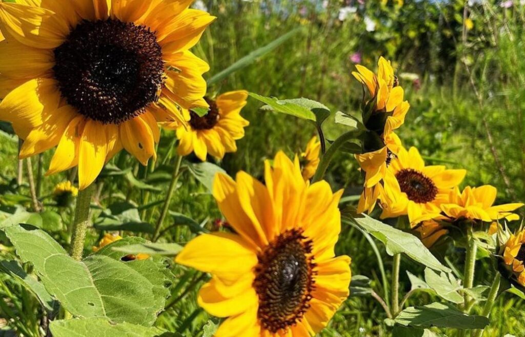 Guide to Sunflower Fields Near Columbus | Step Out Columbus
