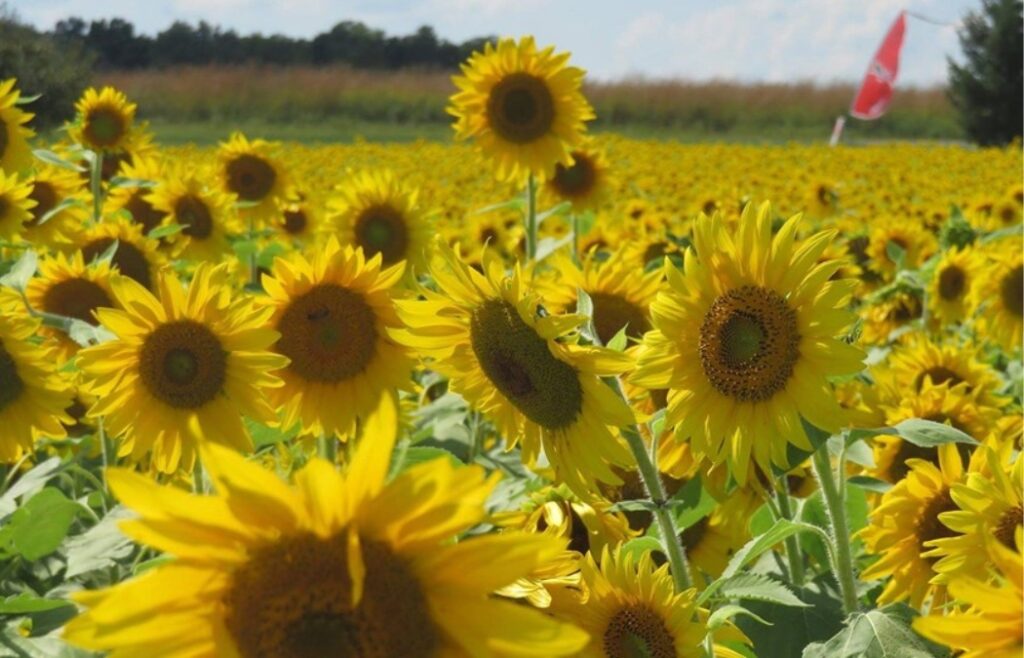 Guide to Sunflower Fields Near Columbus | Step Out Columbus