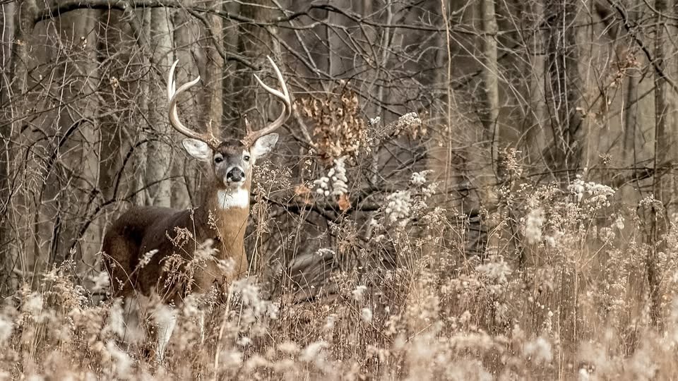 Adaptive Adventures: Cardinal Count | Step Out Columbus
