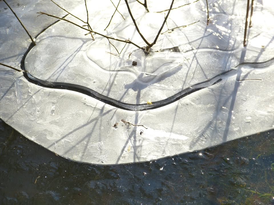 All About Hibernators Walk | Step Out Columbus