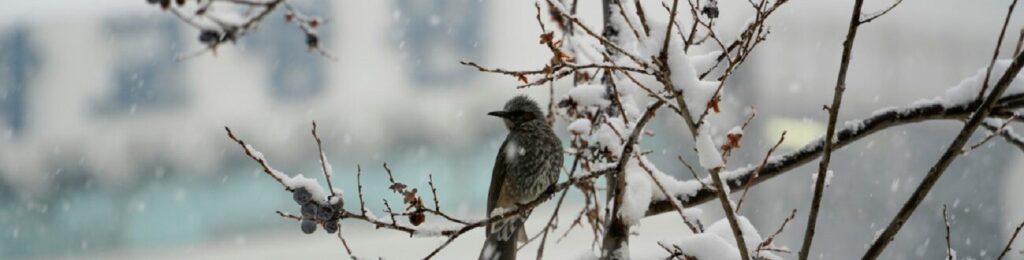 Winter Birding Walk & Talk | Step Out Columbus