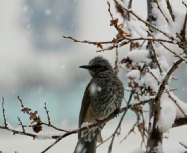 Winter Birding Walk & Talk | Step Out Columbus